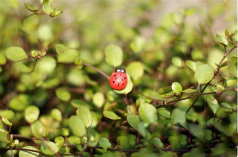 Juego De Mariquita Piezas Piezas Mariquita Cuotas Sin Inter S
