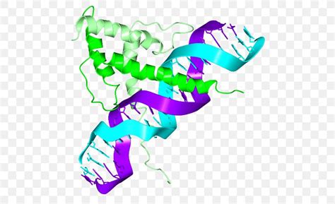 Basic Helix Loop Helix Structural Motif Helix Turn Helix Dna Binding