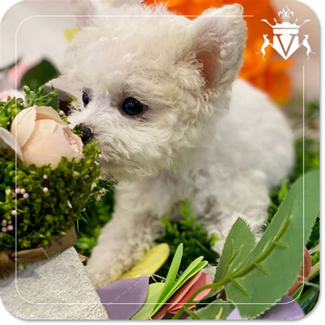 비숑프리제 파티푸들 샴 광주애견분양 말티즈성격 부산유기견 마메시바 부산유기견보호센터 시바견가정분양 빅토리아펫 강아지분양 펫샵