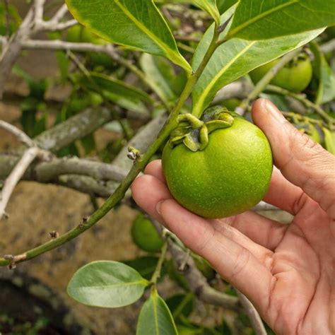 Plants Of Black Sapote Diospyros Nigra The Original Garden