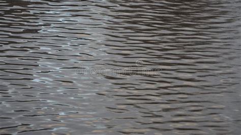 Gentle Ripples And Reflections On A Sunlit Water Surface In Nature Stock Video Video Of