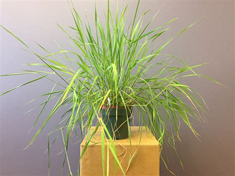 Green Wheatgrass Forage U Pick