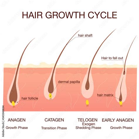 Naklejka Hair Growth Phase Step By Step Medical Infographicsconcept