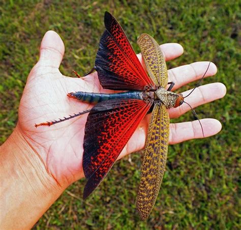 Giant Red Winged Grasshopper Tropidacris Cristata One Of The Largest