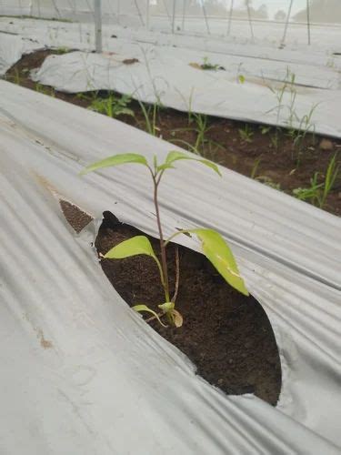 Liquid Bio Tech Grade Micro Nutrients Bio Fertiliser Organic Foliar