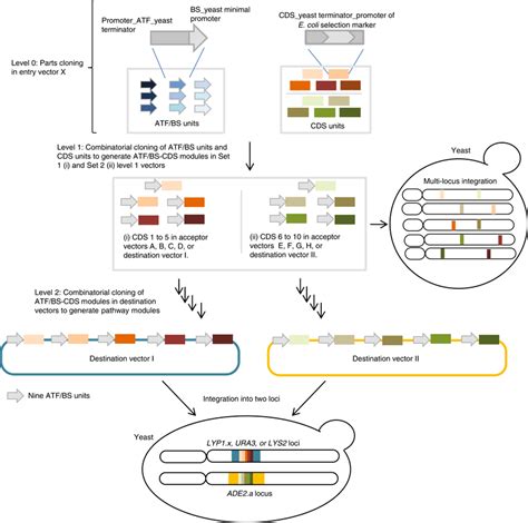 The Compass Workflow The Workflow Encompasses Three Assembly Levels Download Scientific