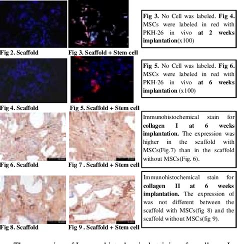 Figure 4 From Enhancement Of Tendon Healing Using Bone Marrow Derived Mesenchymal Stem Cells In