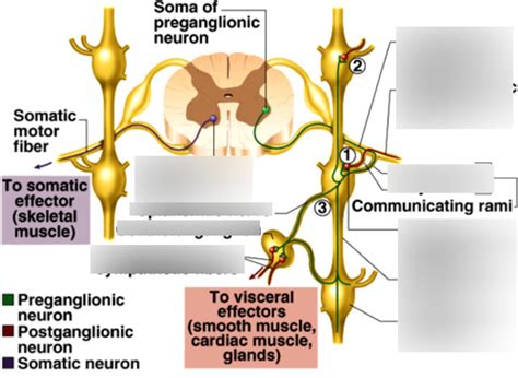 Pathways Of Preganglionic Sympathetic Fibers Diagram Quizlet
