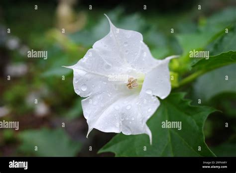 The Pure White Flower Of The Poisonous Thorn Apple Or Datura Stramonium