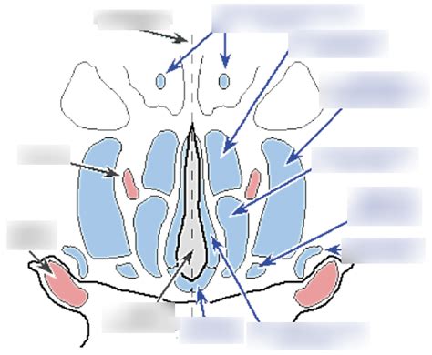 The Hypothalamic Nuclei Diagram Quizlet