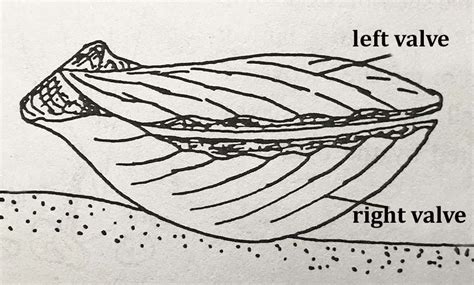 Paleo And Geo Topics Comments By R L Squires Large Pectinid Bivalves