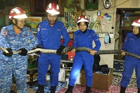 10 Ft Python Falls Through Ceiling Of Home In Malaysia