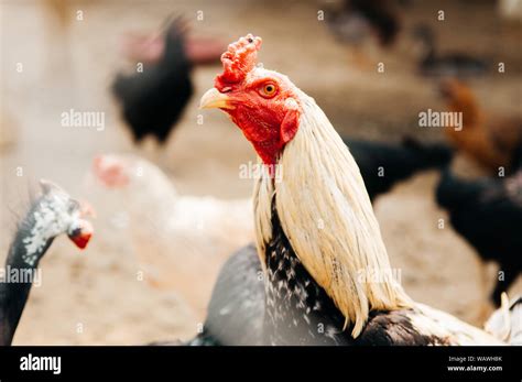 Beautiful Red Cockscomb Chickens Under Bright Summer Sunlight With Out