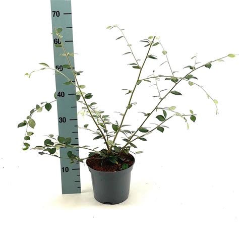 Cotoneaster Franchetii — Plant Wholesale Floraccess