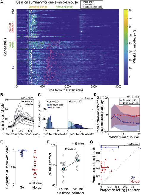The Sensorimotor Basis Of Whisker Guided Anteroposterior Object Localization In Head Fixed Mice