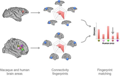 Figure 1 From Neuroscience And Biobehavioral Reviews Comparing Brains By Matching Connectivity
