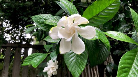 18 Plants That Can Cover Up Unpleasant Odors In Your Yard Or Garden