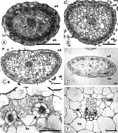 Transverse Sections Of Terete Leaf Primordia A C Portulaca