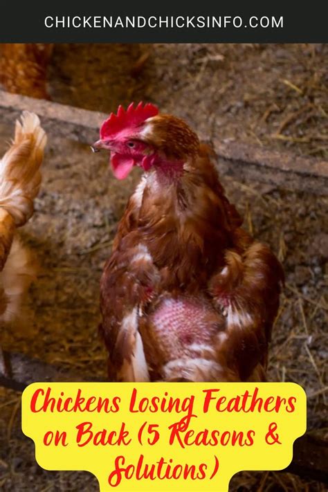 How To Stop Down Coat From Losing Feathers At Herbert Yamasaki Blog