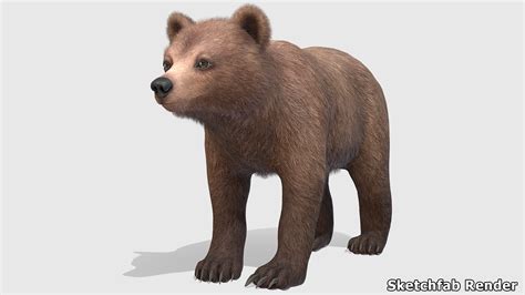 Bear Cub Asset Cloud