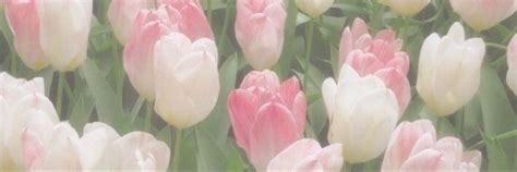 Floral Header 3 Twitter Header Pink Pink Twitter Cute Headers For