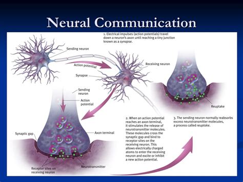 Neuron Communication Diagram