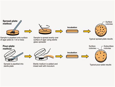 Spread Plate And Pour Plate Method Microbiology Pinterest Images