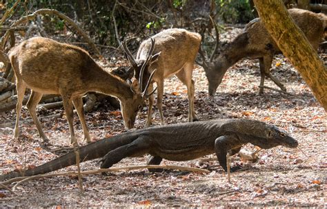 Komodo Dragon Attacking A Deer