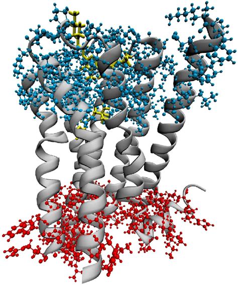 The Two Identified Clusters The Orthosteric Ligand Depicted In Yellow