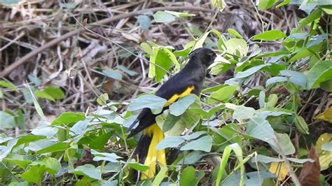 Cacique Mexicano Cassiculus Melanicterus Youtube