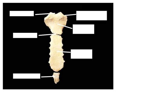 Biol 243l Unit 2 Axial Diagram 19 Diagram Quizlet