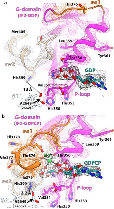 Nucleotide Binding Pocket In The G Domain Of If2 A The Em Density Of