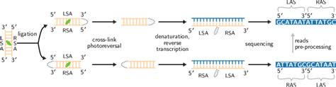 Ligation May Lead To Normal Or Chiastic Gapped Reads A Single