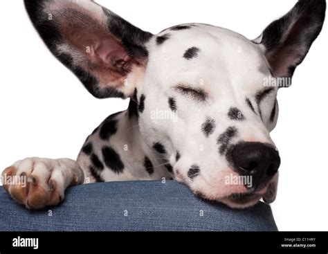 How To Draw Dalmatian Ears