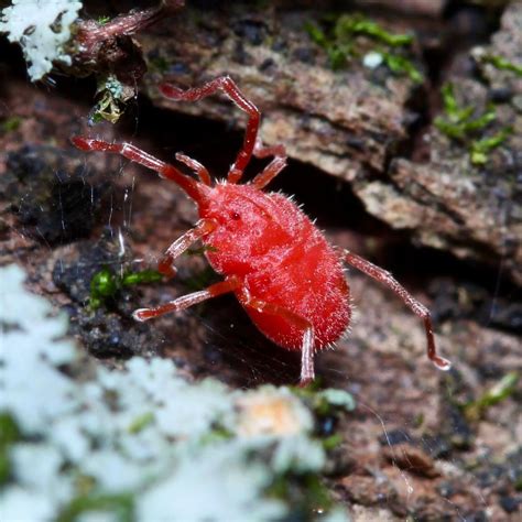 The Battle Of The Bugs Clover Mites Vs Chiggers