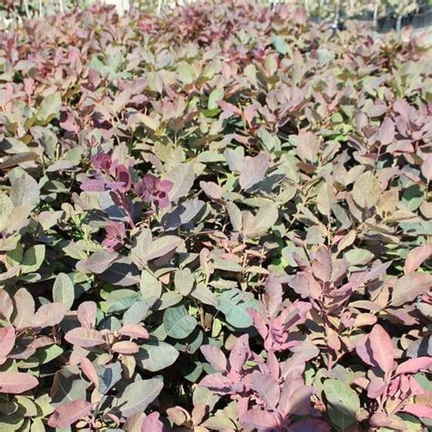 Cotinus Dummeri Grace 3 Litre