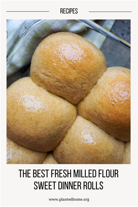 Best Sweet Dinner Rolls With Fresh Milled Flour Planted Home