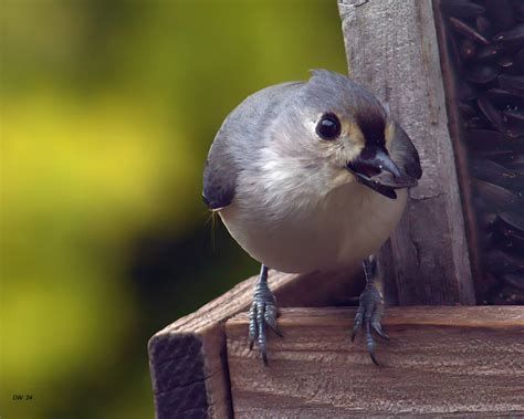 Tufted Titmouse By Dasdriver On Deviantart