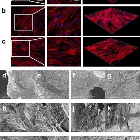 Ac Shows A Homogeneous Distribution Of Actin Fibres And Filament