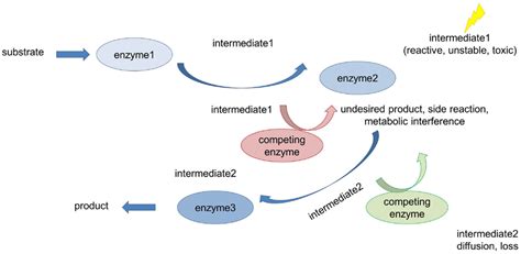 Metabolic Pathways Overview Of The Most Important Metabolic Pathways