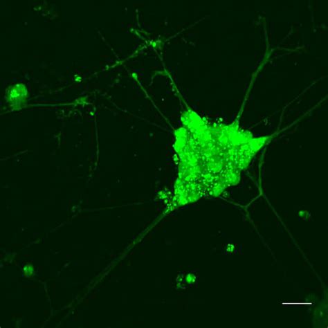 Live Cell Imaging The Stratakis Lab