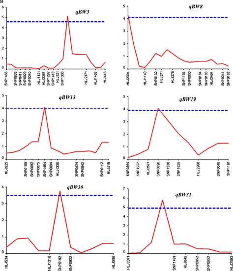 A Mapping Of Quantitative Loci Qtl For Bw Trait Detected In Bc1