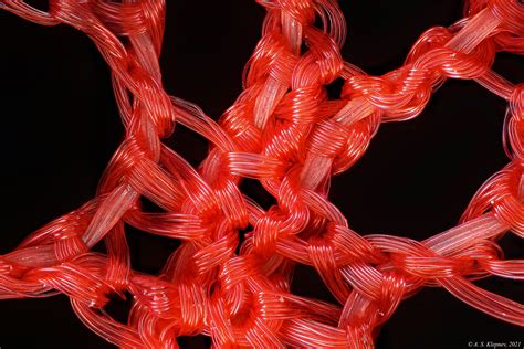 Lace Underwear Under The Microscope R MicroPorn