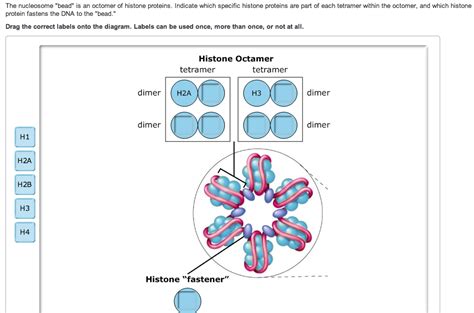 Solved Drag The Correct Labels Onto The Diagram Labels C Chegg Com