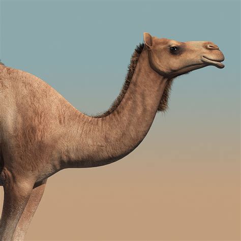 camel 3d model 149 max fbx obj free3d