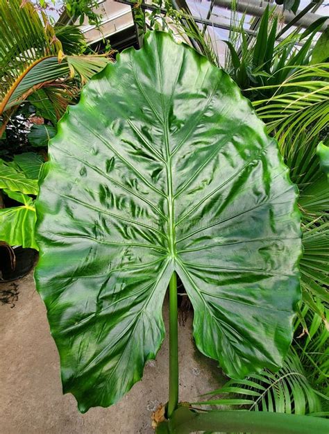 Beautiful Dark Green and Large Shiny Leaf of Alocasia Serendipity Stock ...
