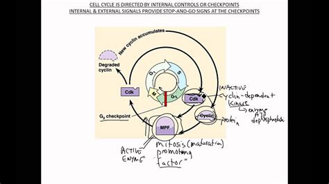 Cell Cycle Regulation Youtube