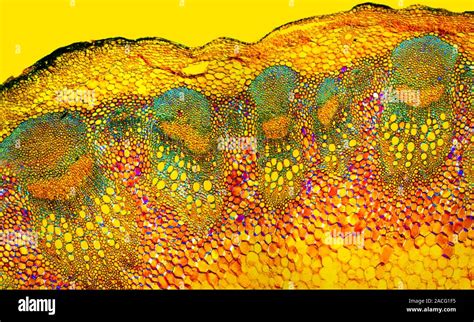 Sunflower Stem Light Micrograph Of A Transverse Section Through The Stem Of A Sunflower
