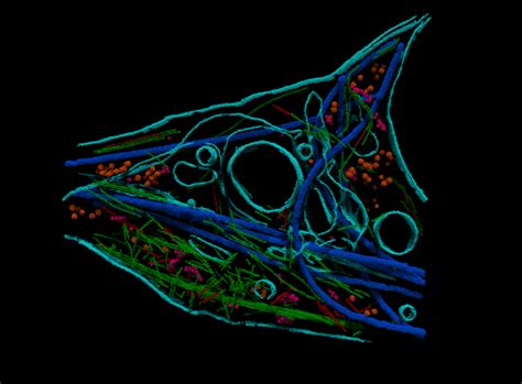 Ai Segmentation Of Cellular Cryo Electron Tomograms Relectronmicroscopy