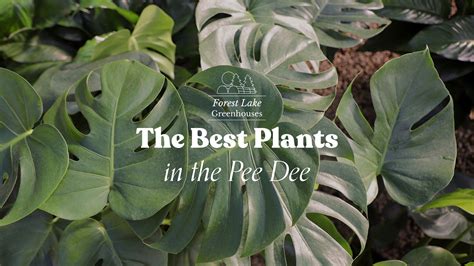 Mcleod Health Mcleod Regional Medical Center Received The South